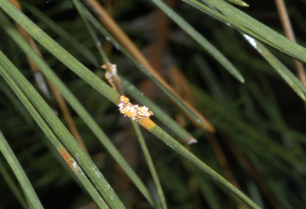 Disease Hotline Issue 7 | Ornamentals Hotline