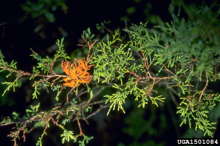 Cooperative Extension Ornamentals: What's Hot HL Issue 6