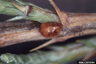 fletcher scale | Ornamentals Hotline