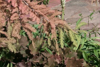 baldcypress rust mite | Ornamentals Hotline