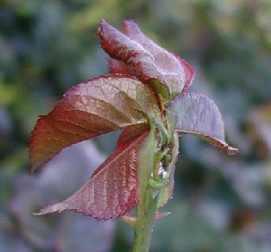 What's Hot HL Issue 16 | Ornamentals Hotline