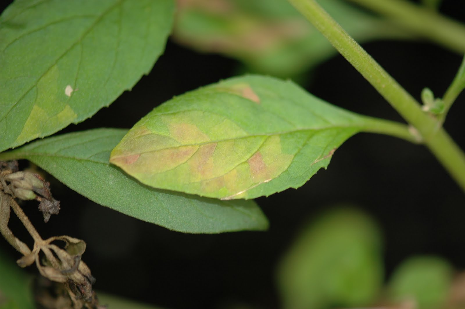 Disease Nematodes Plant pathogens | Ornamentals Hotline