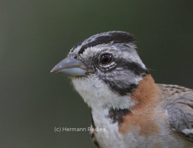 BIODIVERSIDADE BRASILEIRA: Tico-Tico
