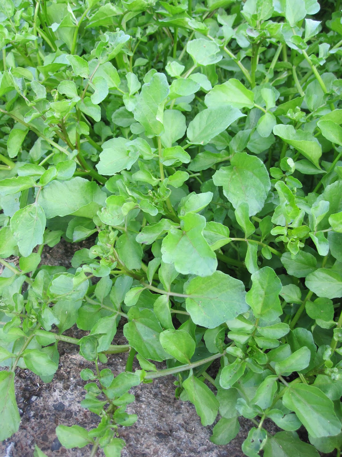 Emi and Kyle Heart Food: Sumida Watercress Farm