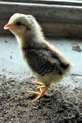 The Grower's Daughter: A Trip to the Country ~ Lakeview Farms