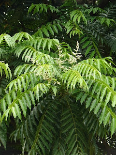 OUR PHILIPPINE TREES: The Attractive Amugis Tree