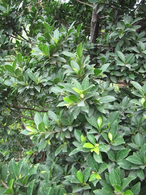 OUR PHILIPPINE TREES: Rediscovering my Favorite Ficus