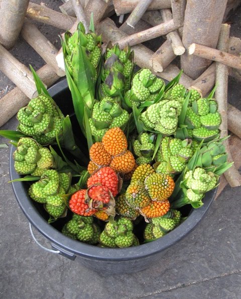 OUR PHILIPPINE TREES: Dangwa Surprise!