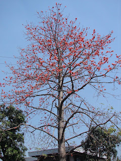 OUR PHILIPPINE TREES: In Memory of this Once Magnificent Tree