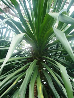 OUR PHILIPPINE TREES: Is That a Yucca Tree?