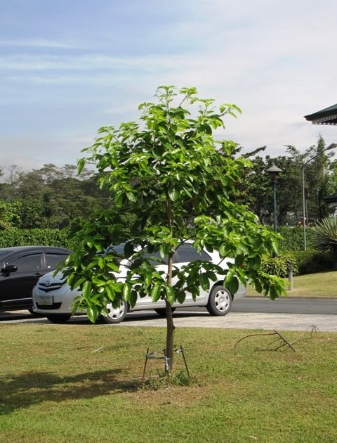 OUR PHILIPPINE TREES: The State of my Heritage Trees