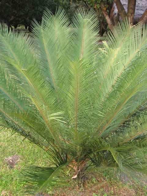 OUR PHILIPPINE TREES: The Zambales Plant Adventure