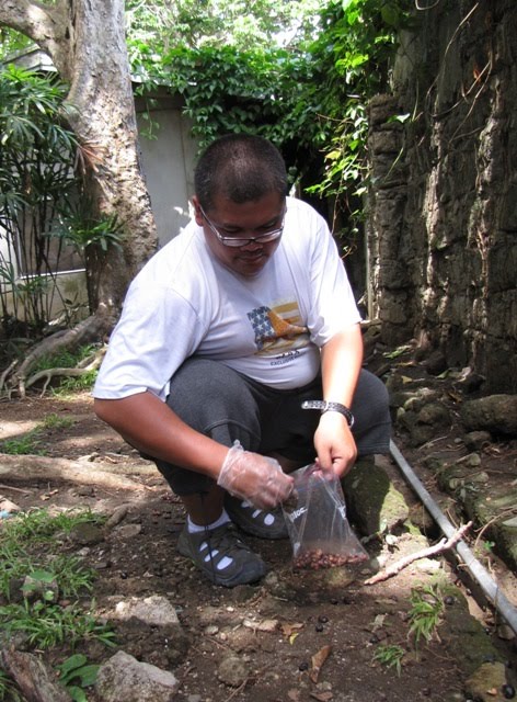 OUR PHILIPPINE TREES: It's Lipote Season Once More