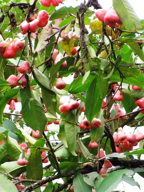 OUR PHILIPPINE TREES: Non Native Trees: Bad Macopa Superstition