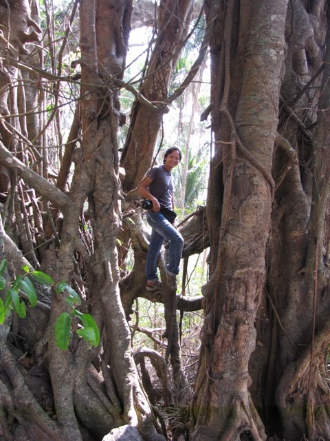 OUR PHILIPPINE TREES: Palawan the Plant