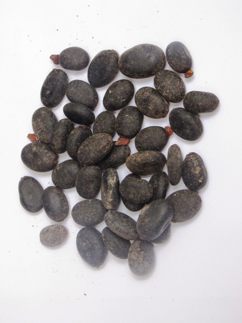 OUR PHILIPPINE TREES: Before They Became Trees, They were Seeds