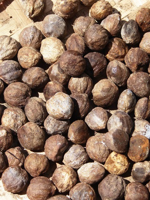 OUR PHILIPPINE TREES: Before They Became Trees, They were Seeds