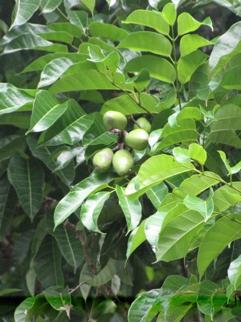 OUR PHILIPPINE TREES: Finally to the Land of Pili