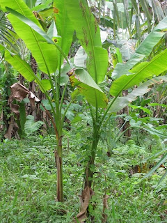 OUR PHILIPPINE TREES: Distinguishing the Abaca from Banana