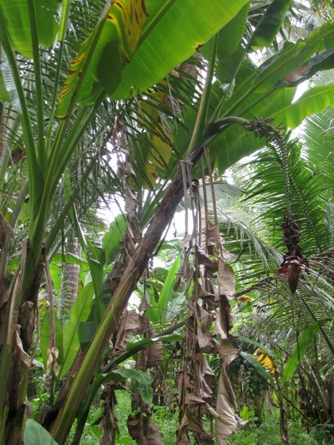 OUR PHILIPPINE TREES: Distinguishing the Abaca from Banana