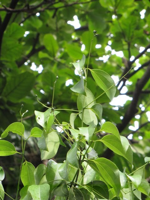 OUR PHILIPPINE TREES: The Makeshift Cinnamon Nursery