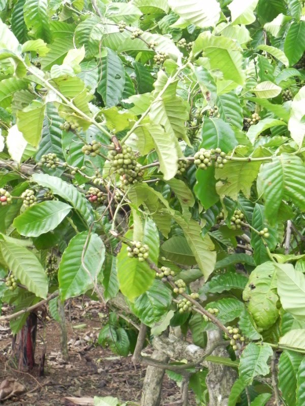 OUR PHILIPPINE TREES: Starbucks, Coffee, Java, Kapeng Barako atbp...