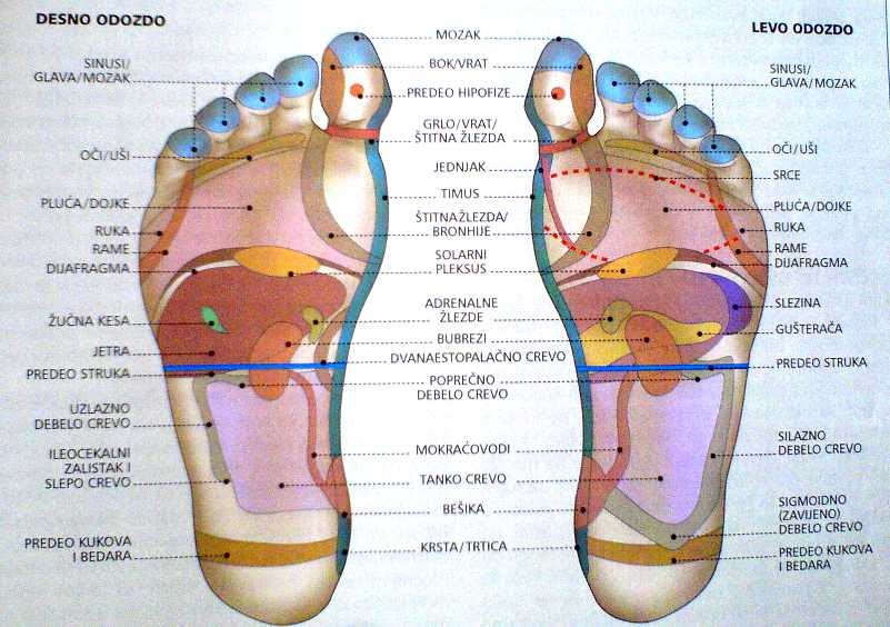 Refleksologija | LEKOVI, LEKOVITO BILJE, LECENJE, SIMPTOMI