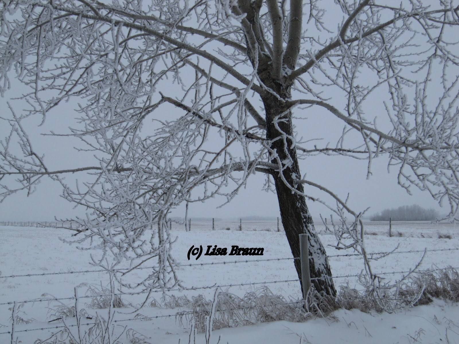 Photography by Lisa: 2012 Saskatchewan Prairie Scenes