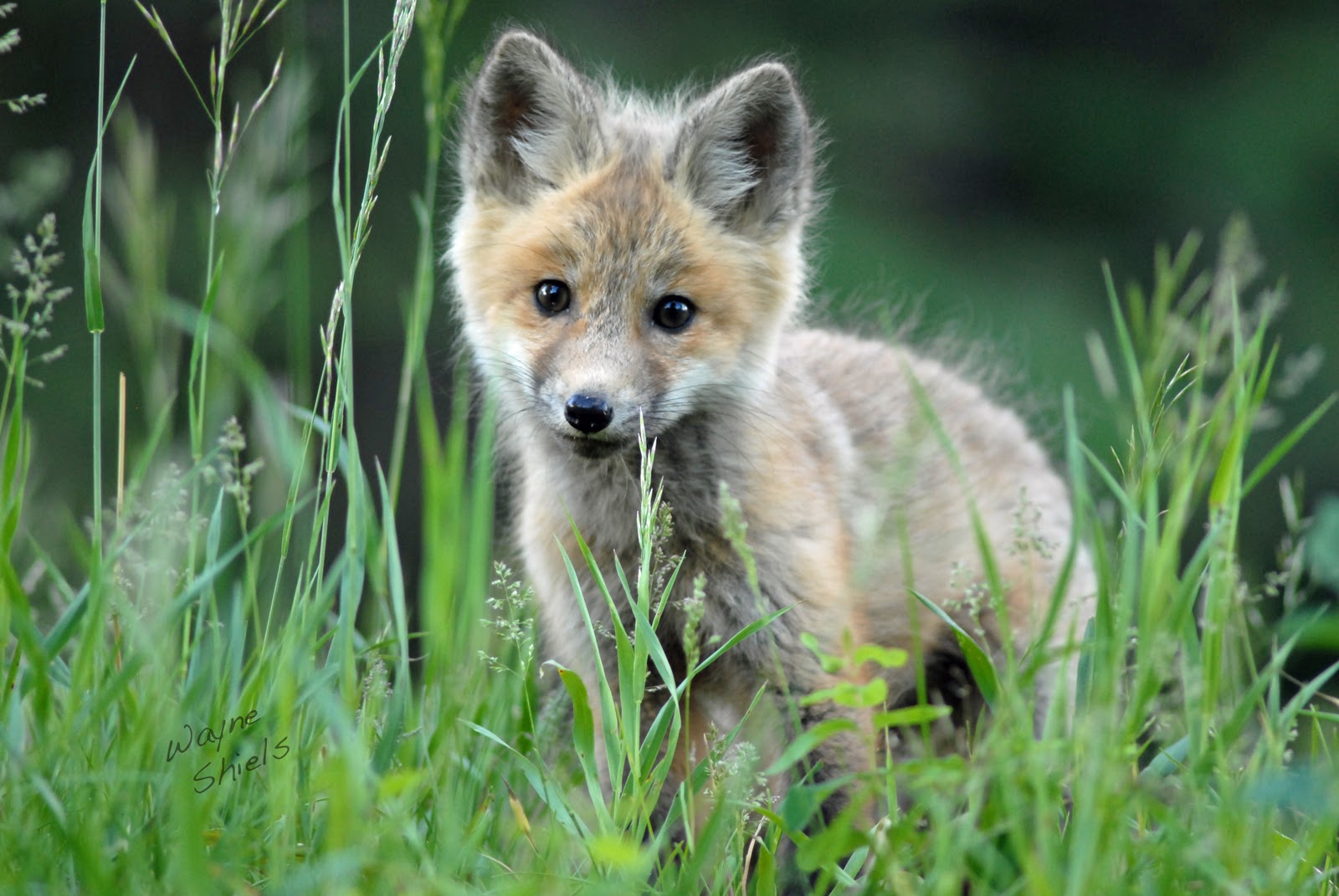 Photography by Lisa: 2012 Saskatchewan Wildlife Calendar by Wayne Shiels