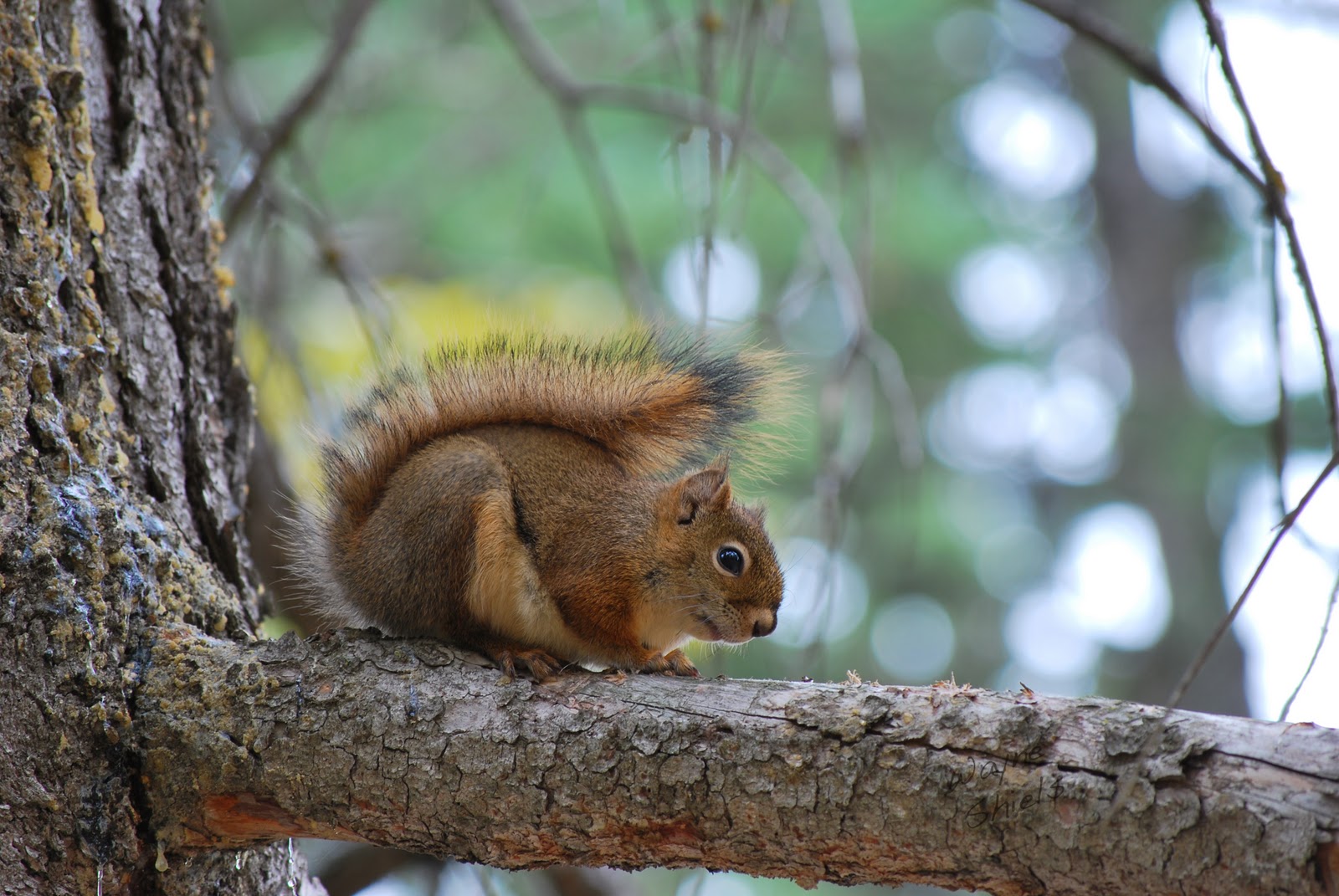 Photography by Lisa: 2012 Saskatchewan Wildlife Calendar by Wayne Shiels