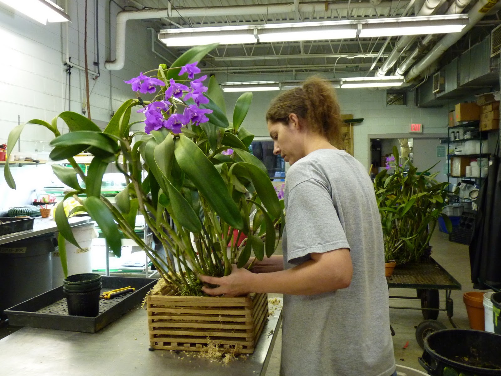 floraphile: A Superficial Tour of Floraphile Heaven: The Dorothy ...