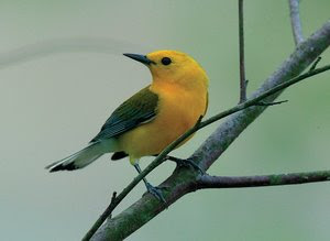 Wild Birds Unlimited of Fort Wayne, IN