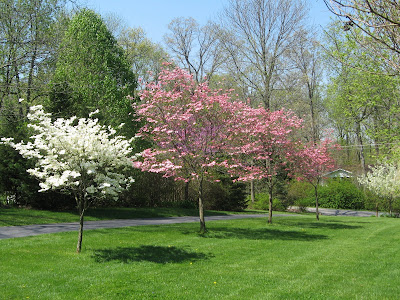 countryroadprimitives: The Legend of the Dogwood Tree