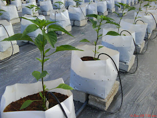 Perkembangan Tumbesaran Pokok Cili Centil | Taman Budiman Fertigasi