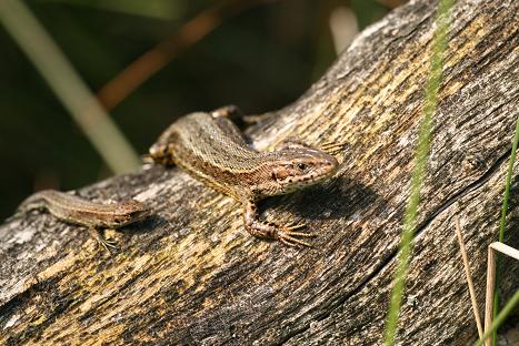Levendbarende hagedis