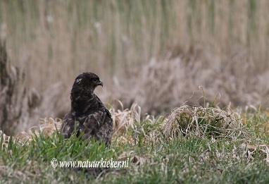 De Buizerd kent vele kleurvariaties