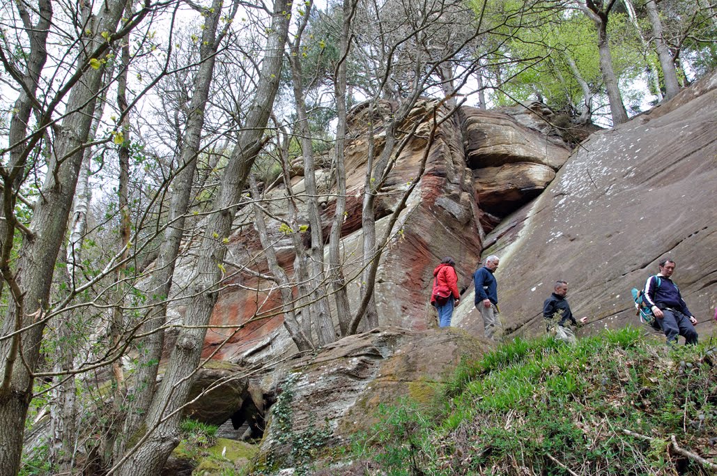 North Fife: Coombs Wood Cumbria