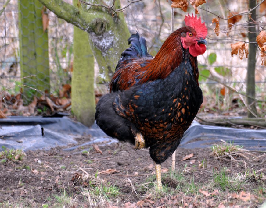 North Fife: Black Orpingtons Cockerel