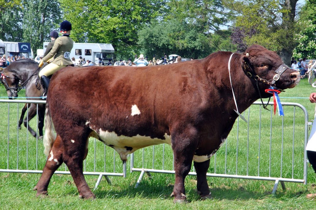 North Fife: Beef Cattle Fife Show