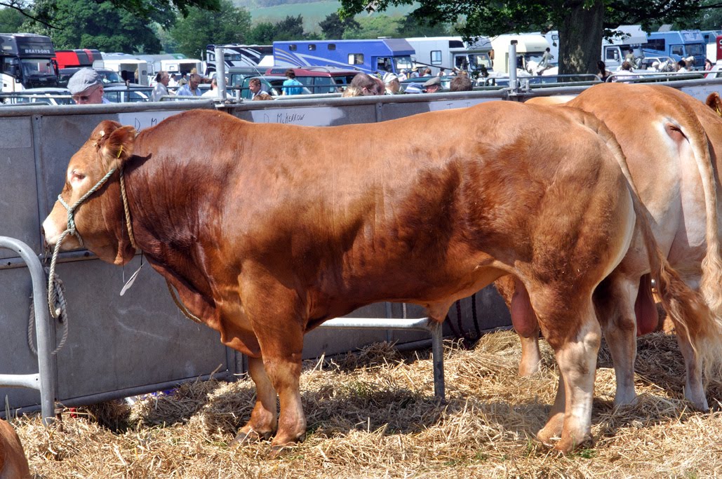 North Fife: Beef Cattle Fife Show
