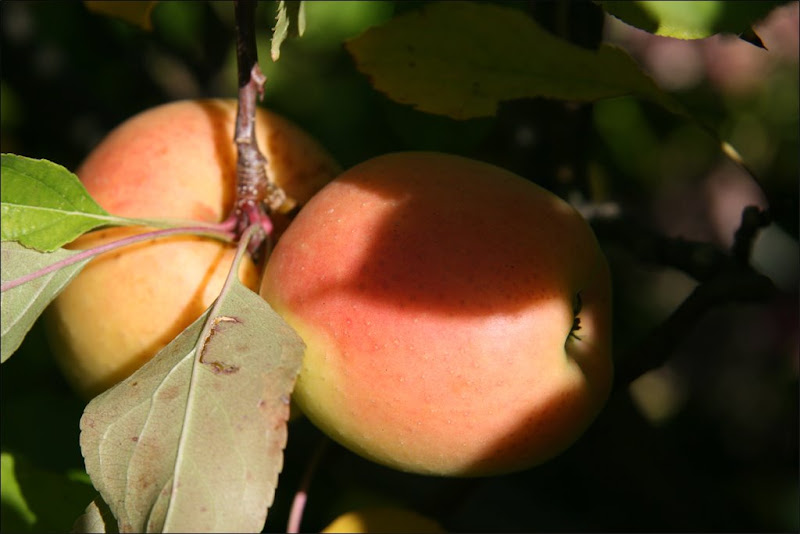 jardin de marguerite: Pommes Gloster 69 et Golden Tentation