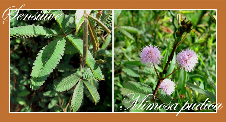 jardin de marguerite: La sensitive (Mimosa pudica)