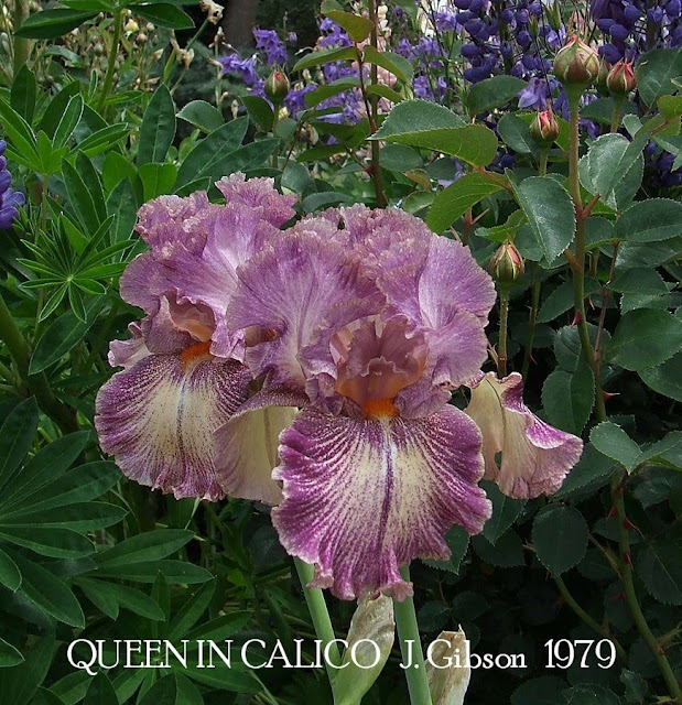 Tall Bearded Iris "QUEEN IN CALICO" ~ HERITAGE IRISES