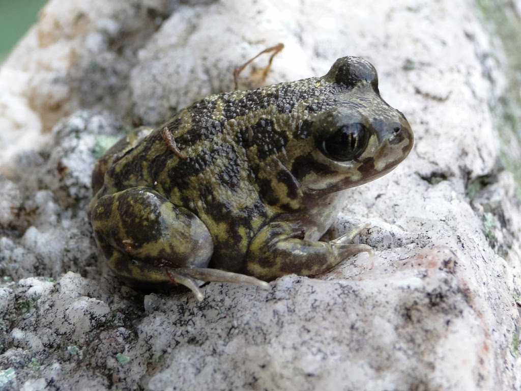 El sapo mas grande del mundo: Sapo toro
