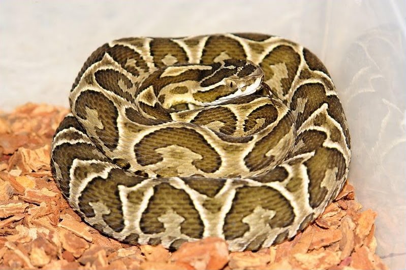 Conhecendo Serpentes: CARTOGRAFIA