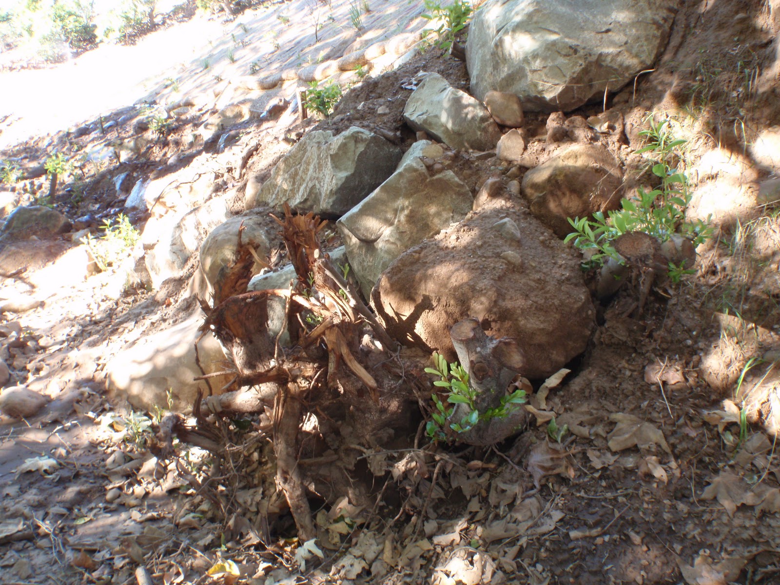 Carpinteria Creek Bank Stabilization