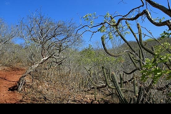 Blog do Comitê da Caatinga: Sociedade pede proteção para a caatinga.