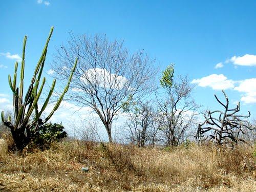 Blog do Comitê da Caatinga: Cerrado e Caatinga são os biomas mais ...