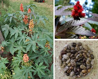 SEMILLAS PARA PRODUCCIÓN DE BIODIESEL: Higuerilla