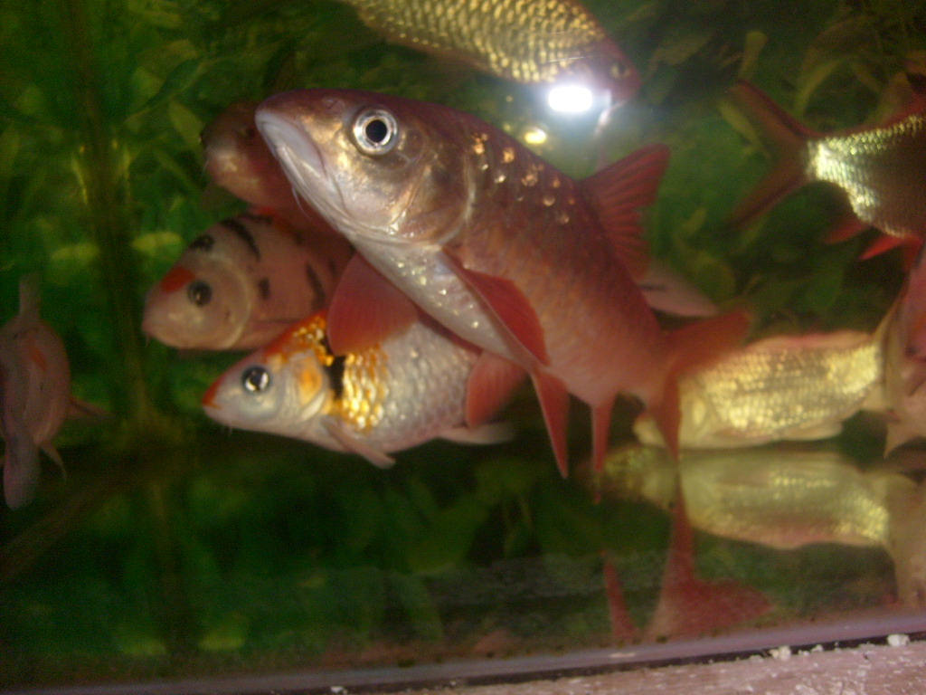 Kelah Merah @ Red Mahseer